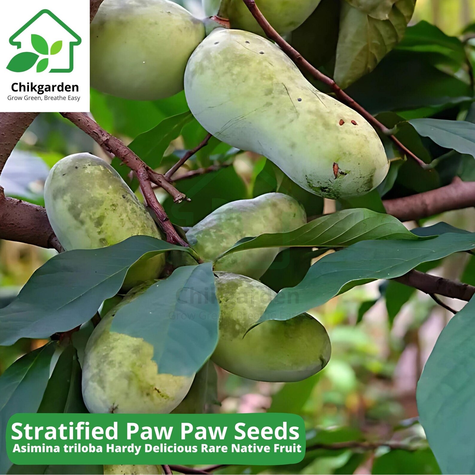 Stratified Pawpaw Seeds: Cold Hardy Indian Banana Fruit Tree - Etsy