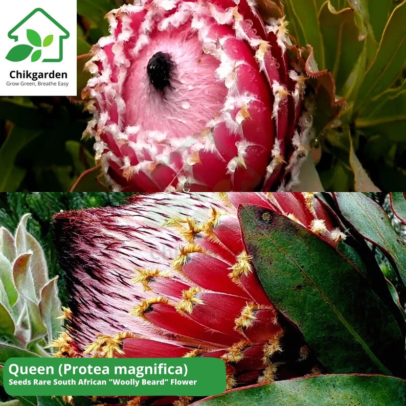 Queen Protea Seeds: Rare South African Woolly Beard Flower - Etsy