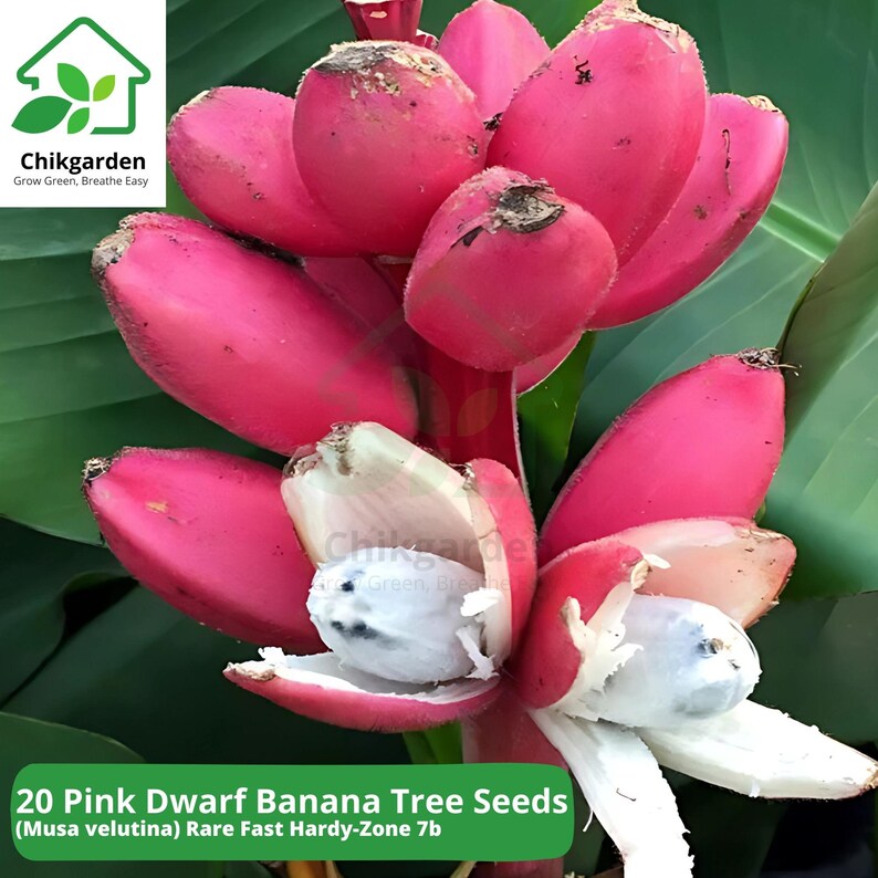 20 Pink Dwarf Banana Tree Seeds (musa Velutina) | Rare Edible ...