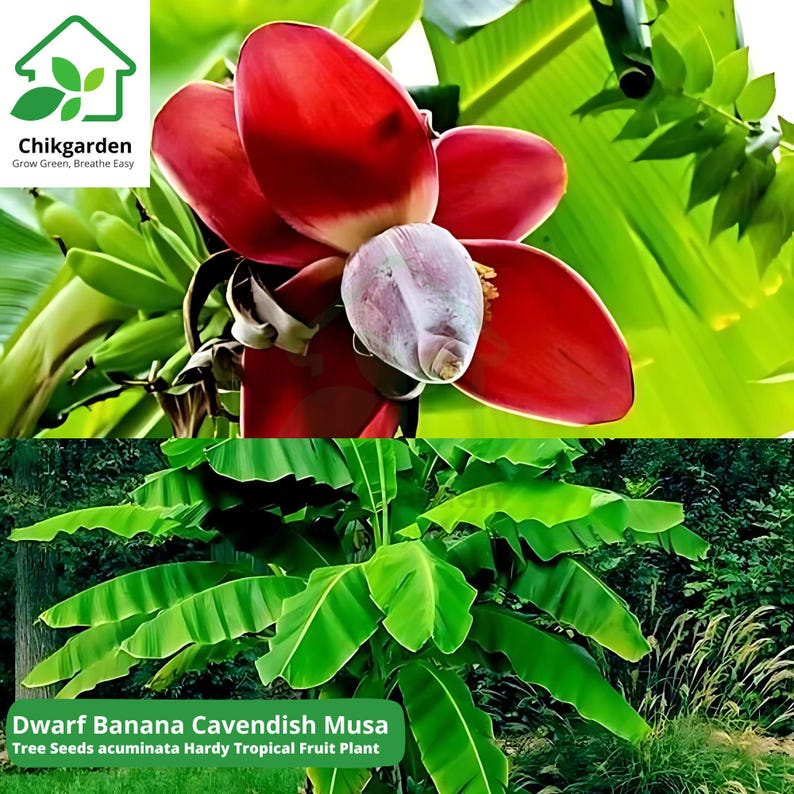 10 Dwarf Cavendish Banana Tree Seeds | Musa Acuminata | Hardy Tropical ...