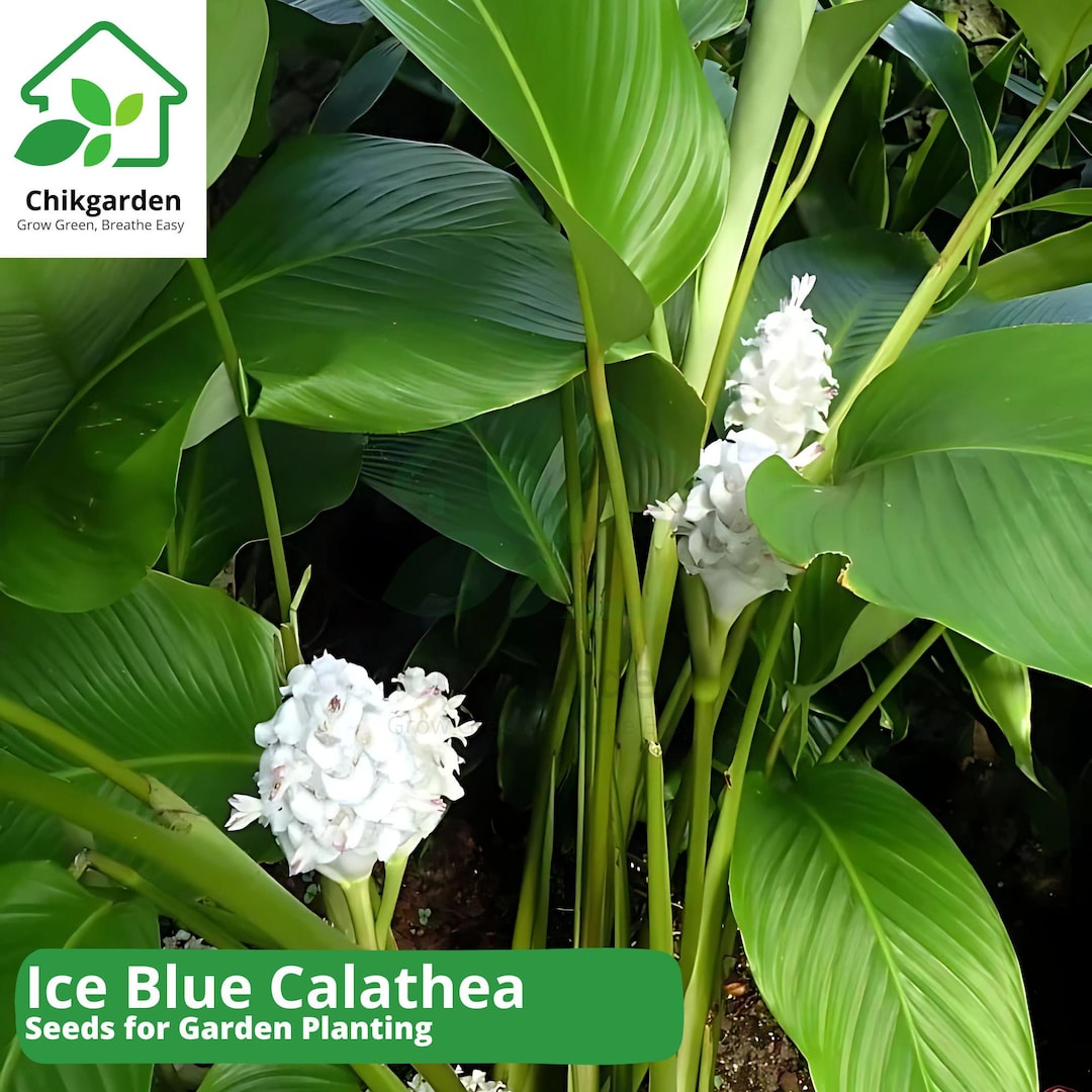 Ice Blue Calathea Seeds: Rare Tropical Houseplant for Indoor Garden - Etsy