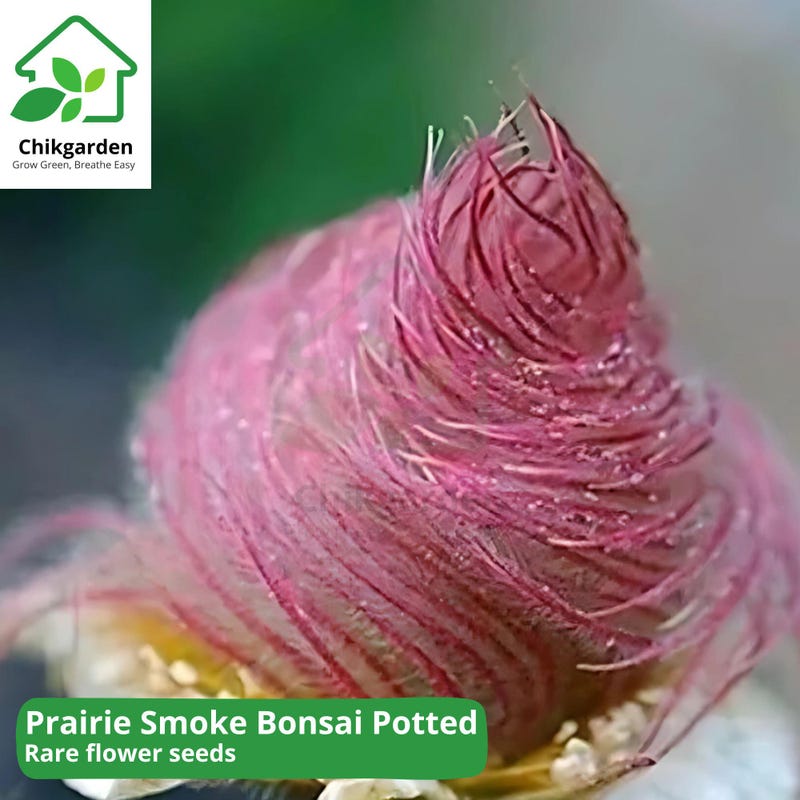 Prairie Smoke Flower - Etsy