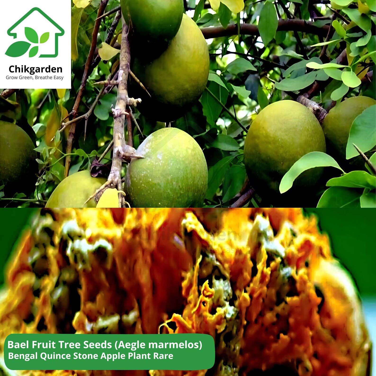 20 Bael Fruit Tree Seeds: Rare Tropical Garden, Aegle Marmelos - Etsy