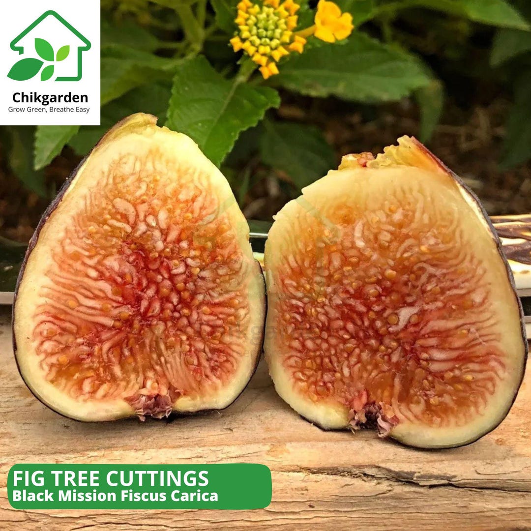 Black Mission Fig Tree Cuttings – 5 Fresh Ficus Carica Cuttings for ...