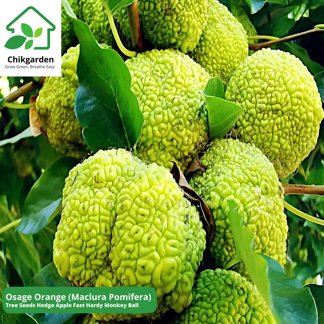 20 Osage Orange Tree Seeds | Hedge Apple | Maclura Pomifera | Fast ...