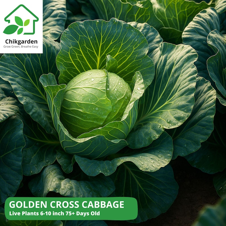 4 Golden Cross Cabbage Live Plants: Fast-growing, Ready to Transplant ...