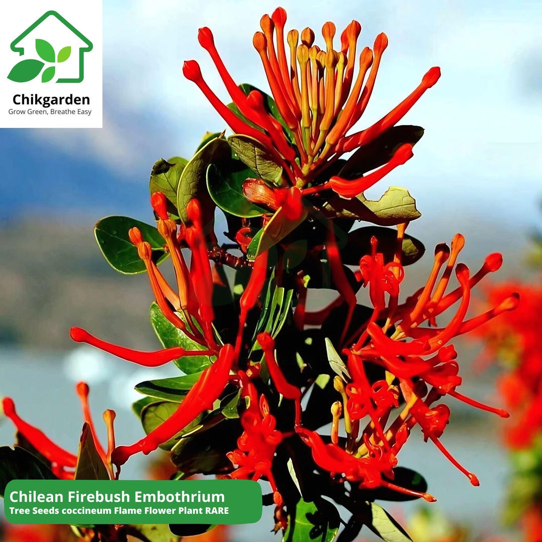 10 Chilean Firebush Seeds – Embothrium Coccineum | Rare Flame Flower ...