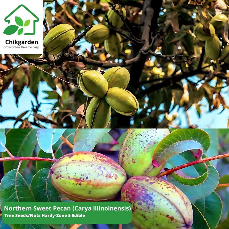 Northern Sweet Pecan Tree Seeds/nuts (carya Illinoinensis) | Hardy ...