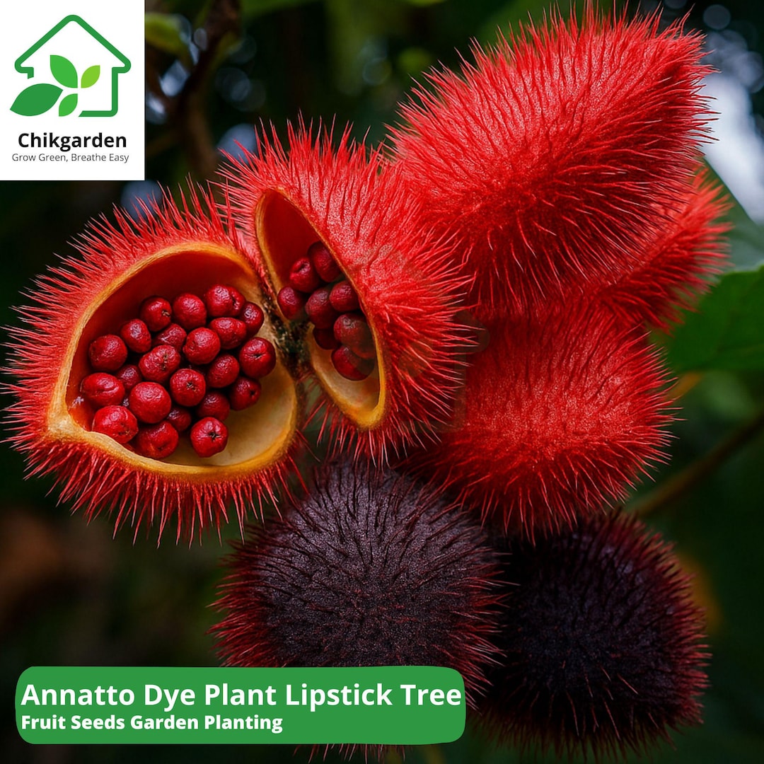Annatto Dye Plant (bixa Orellana) Seeds: Lipstick Tree, Tropical Pink ...