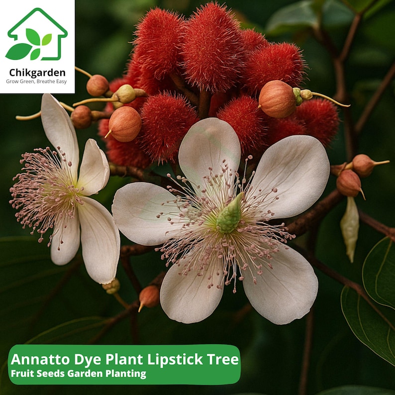 Annatto Dye Plant (bixa Orellana) Seeds: Lipstick Tree, Tropical Pink ...