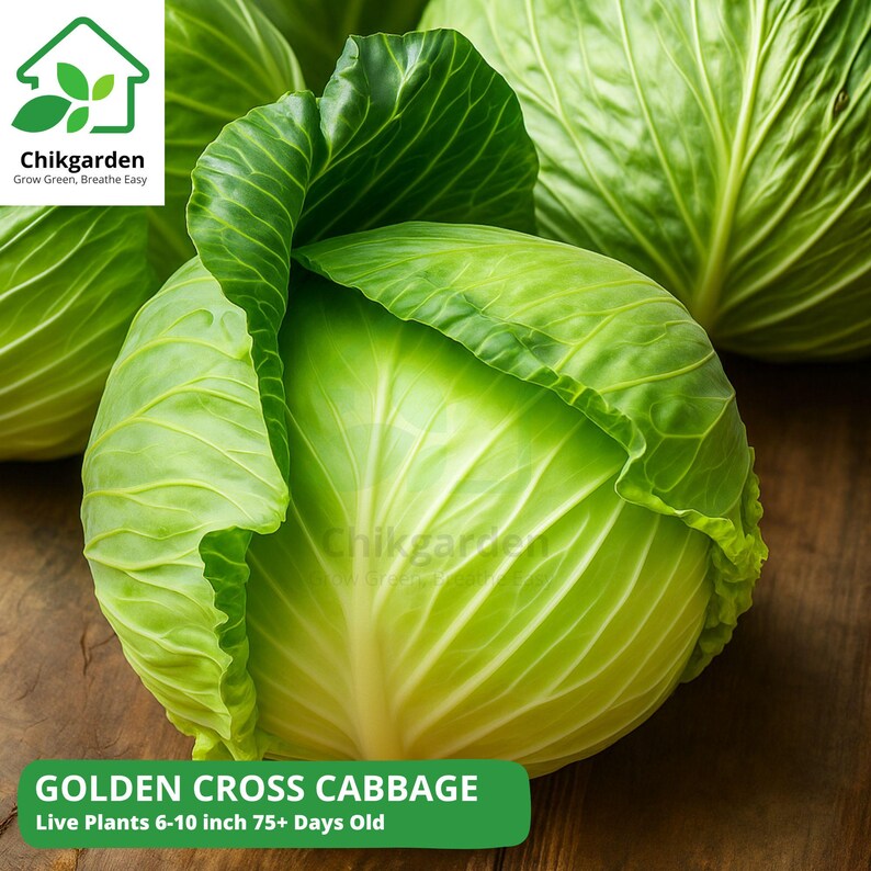 4 Golden Cross Cabbage Live Plants: Fast-growing, Ready to Transplant ...