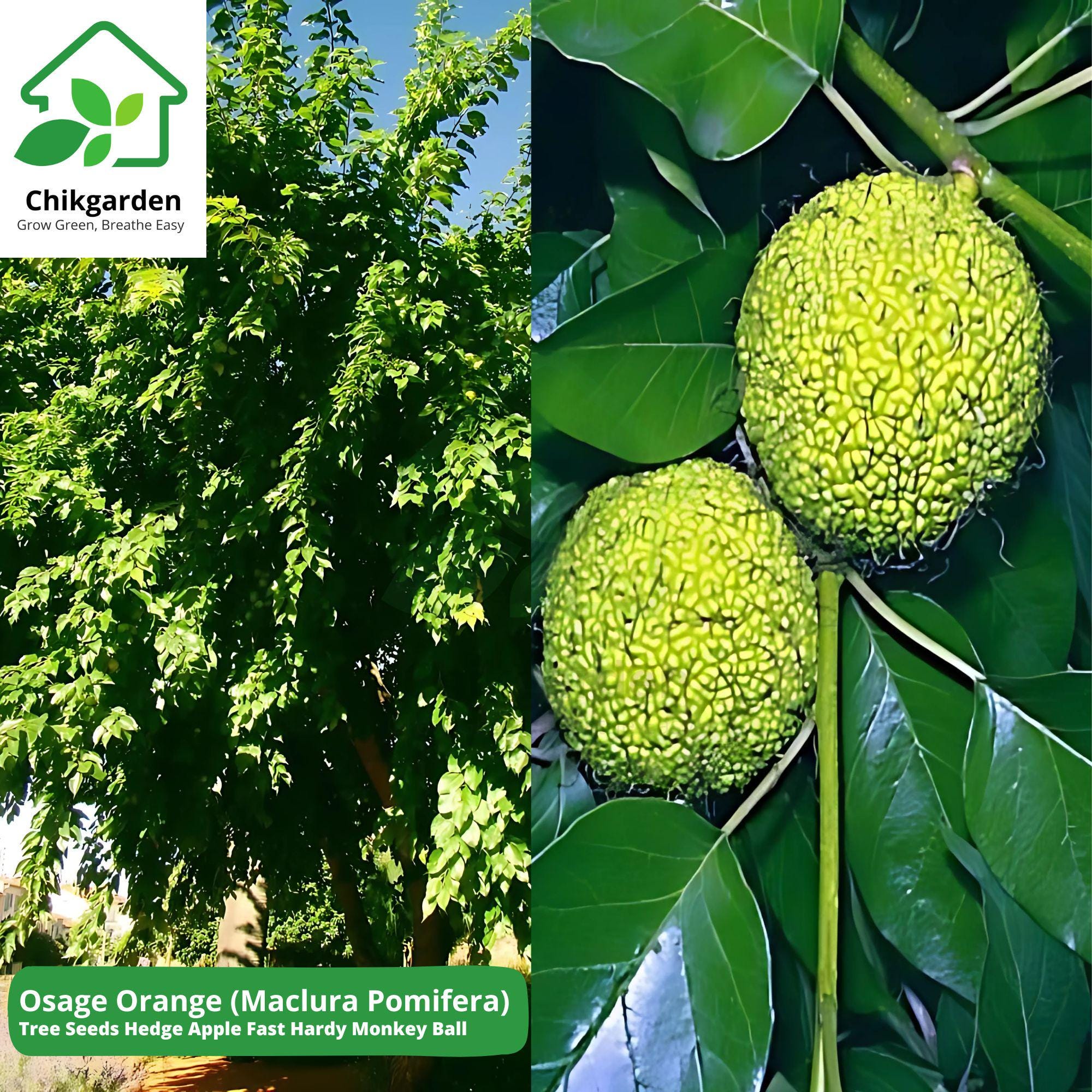 20 Osage Orange Tree Seeds | Hedge Apple | Maclura Pomifera | Fast ...