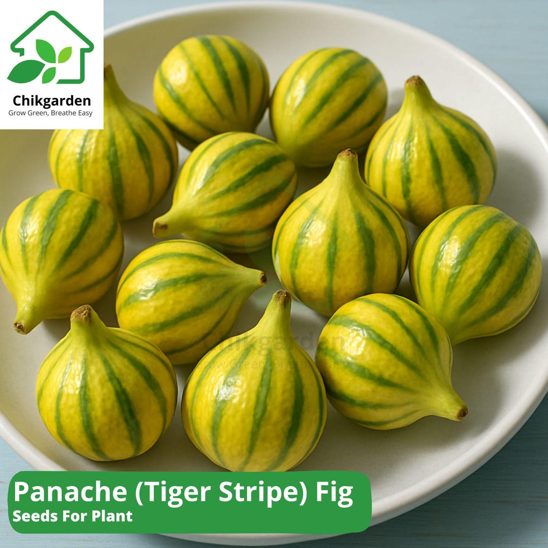 Panache Fig Seeds: Rare Tiger Stripe Fruit, USA Grown - Etsy