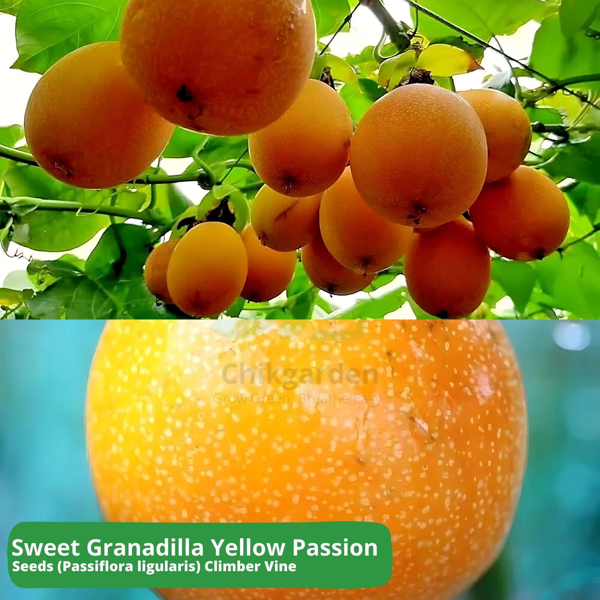Sweet Granadilla Seeds: Yellow Passion Fruit, Exotic Climbing Vine - Etsy
