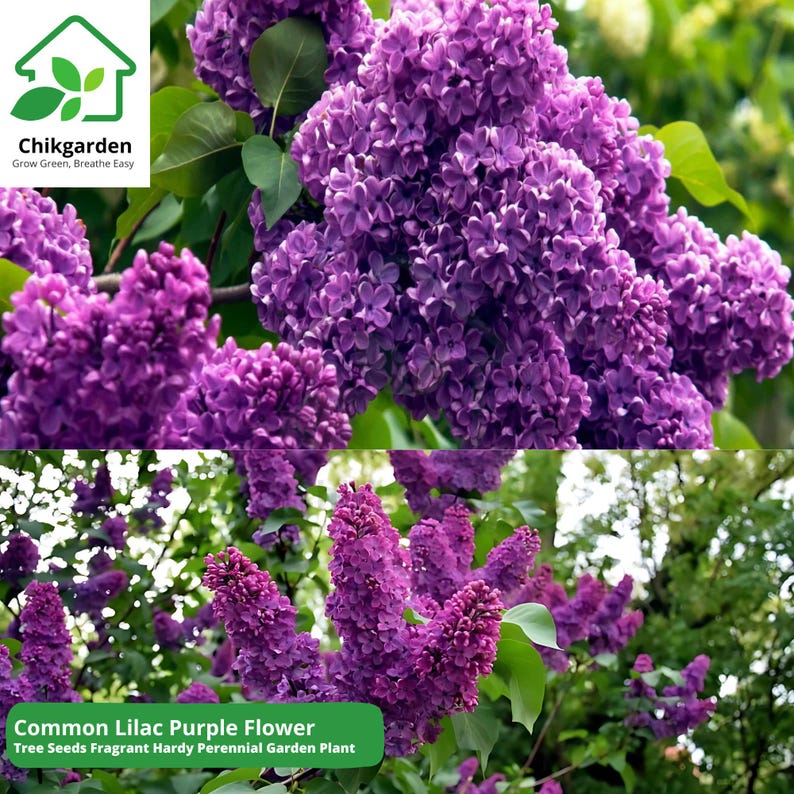 20 Common Lilac (syringa Vulgaris) Seeds – Fragrant, Hardy Shrub for ...
