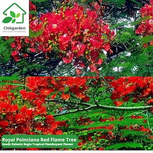 Royal Poinciana Red Flame Tree Seeds: Tropical Ornamental Delonix Regia ...