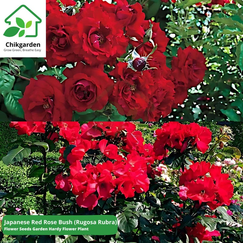 Japanese Red Rose Bush Seeds | Rosa Rugosa Rubra | Hardy Perennial ...