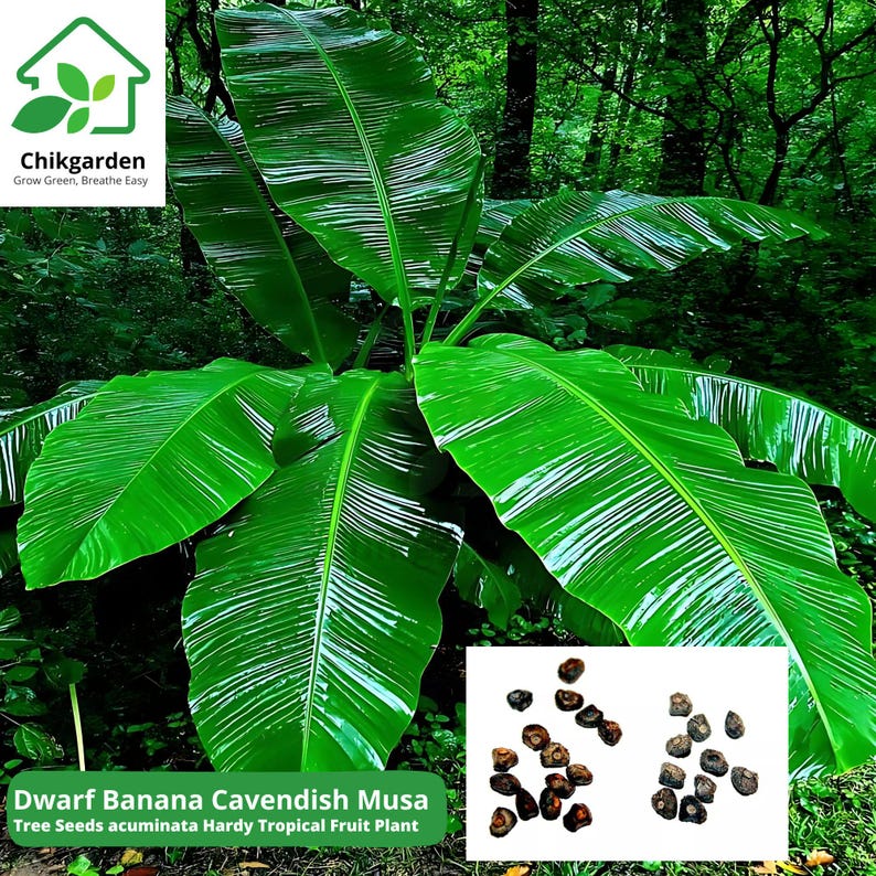10 Dwarf Cavendish Banana Tree Seeds | Musa Acuminata | Hardy Tropical ...