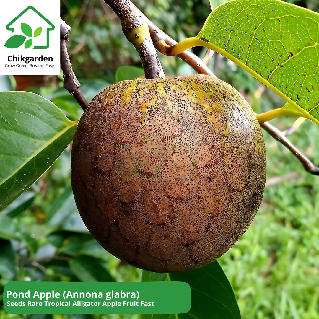 5 Annona Glabra Rare Seeds – Alligator Apple – Perfect for Tropical ...