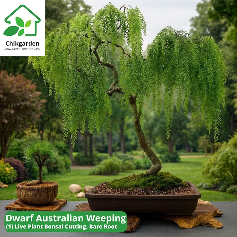 Weeping Willow Bonsai For Sale
