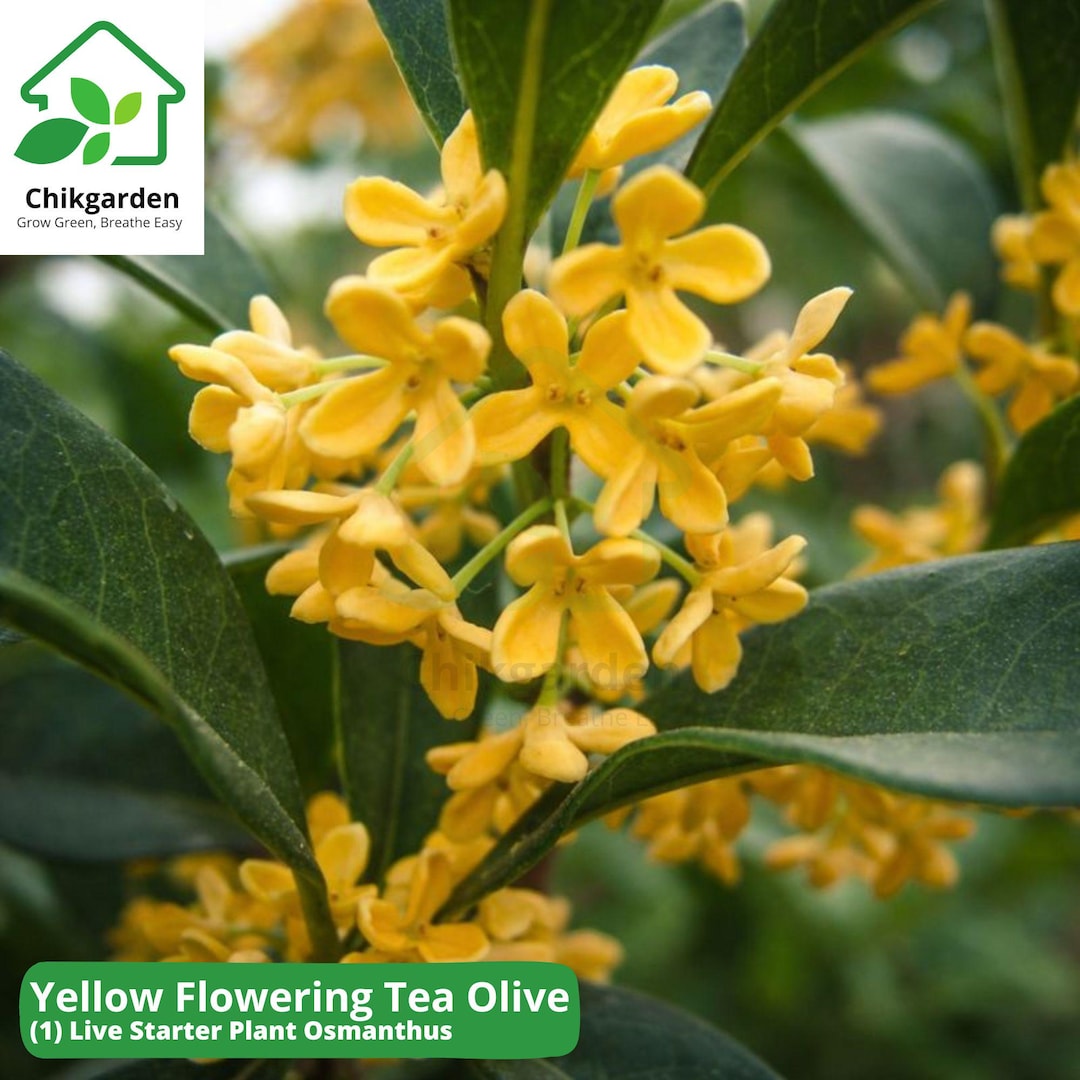 Yellow Fragrant Tea Olive Flower (1) Starter Plant (4L): Osmanthus ...
