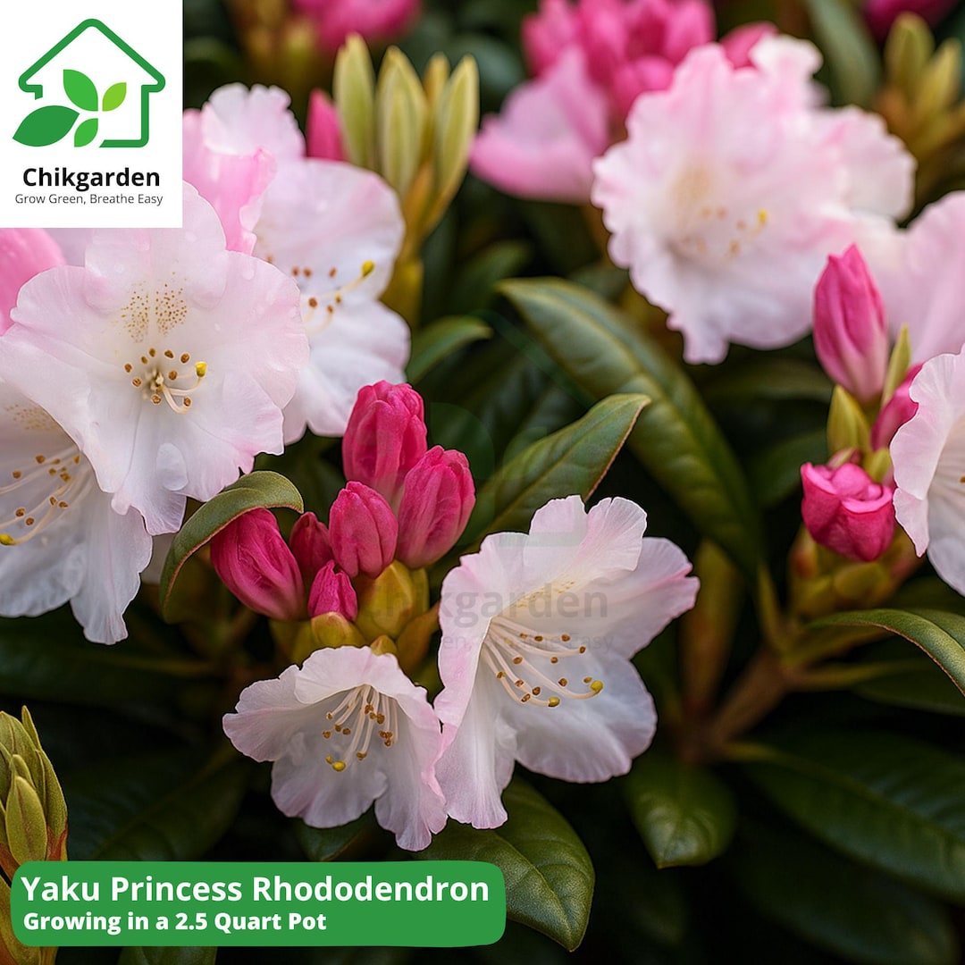 Yaku Princess Rhododendron Live Plant: Compact Pink Spring Blooms | 2.5 ...