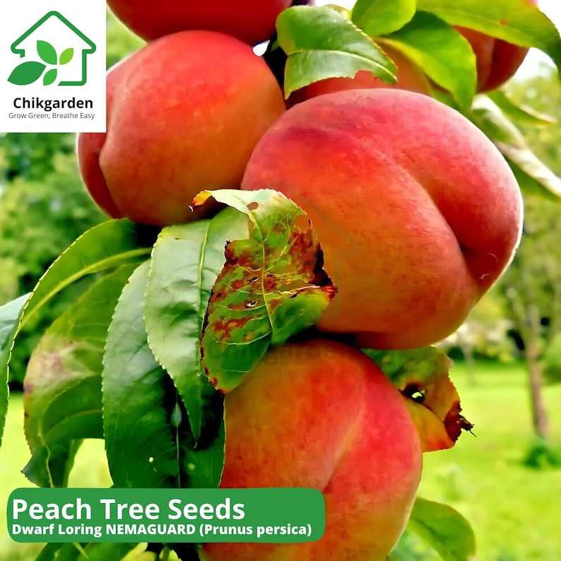 Dwarf Peach Tree Seeds: 'loring' Nemaguard, Cold Hardy, Sweet Fruit - Etsy
