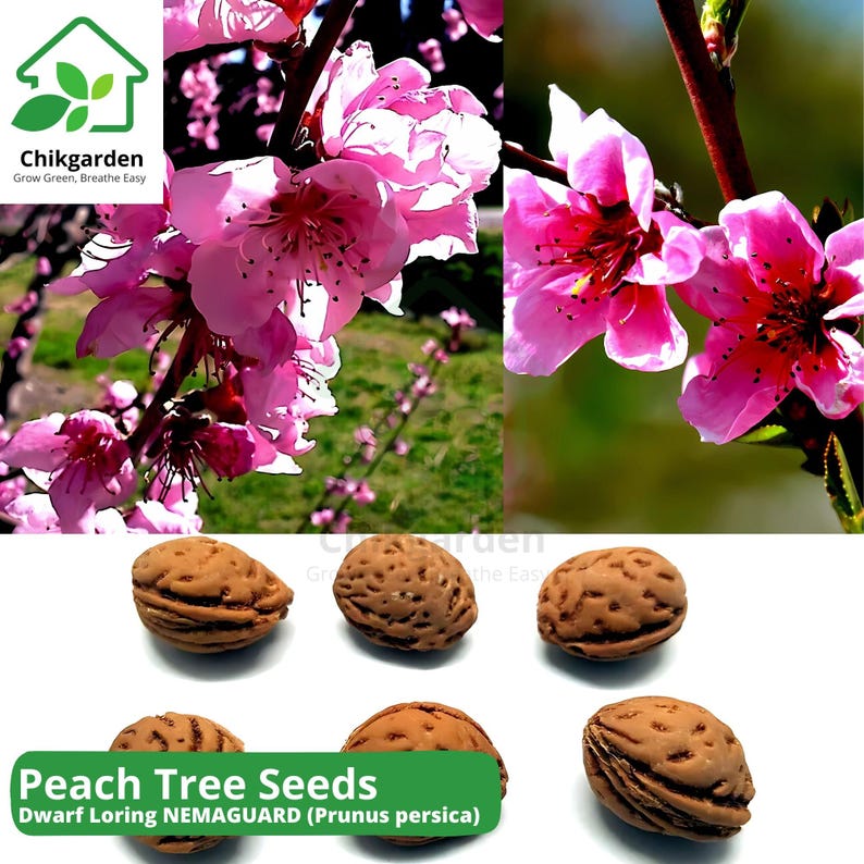 Dwarf Peach Tree Seeds: 'loring' Nemaguard, Cold Hardy, Sweet Fruit - Etsy