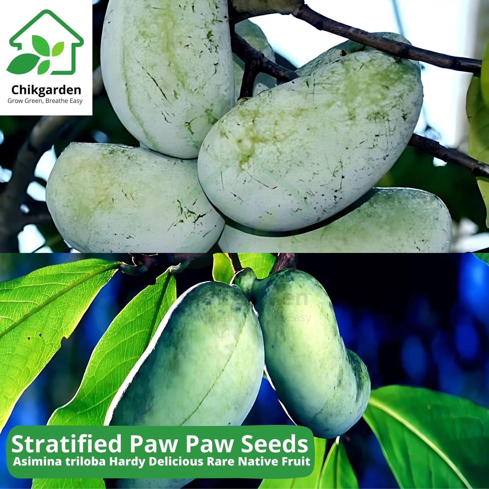 Stratified Pawpaw Seeds: Cold Hardy Indian Banana Fruit Tree - Etsy