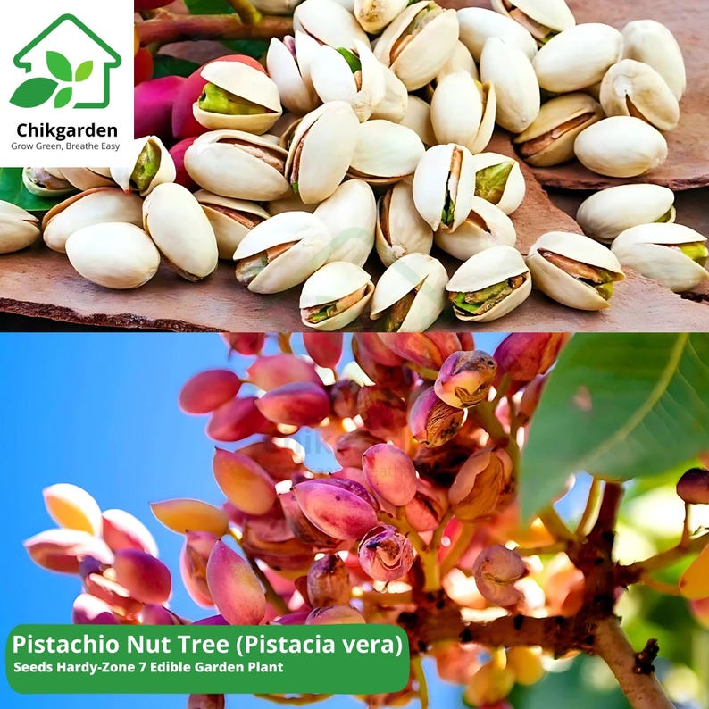 Pistachio Tree Seeds (pistacia Vera): Edible Garden, Hardy Zones 7-11 ...