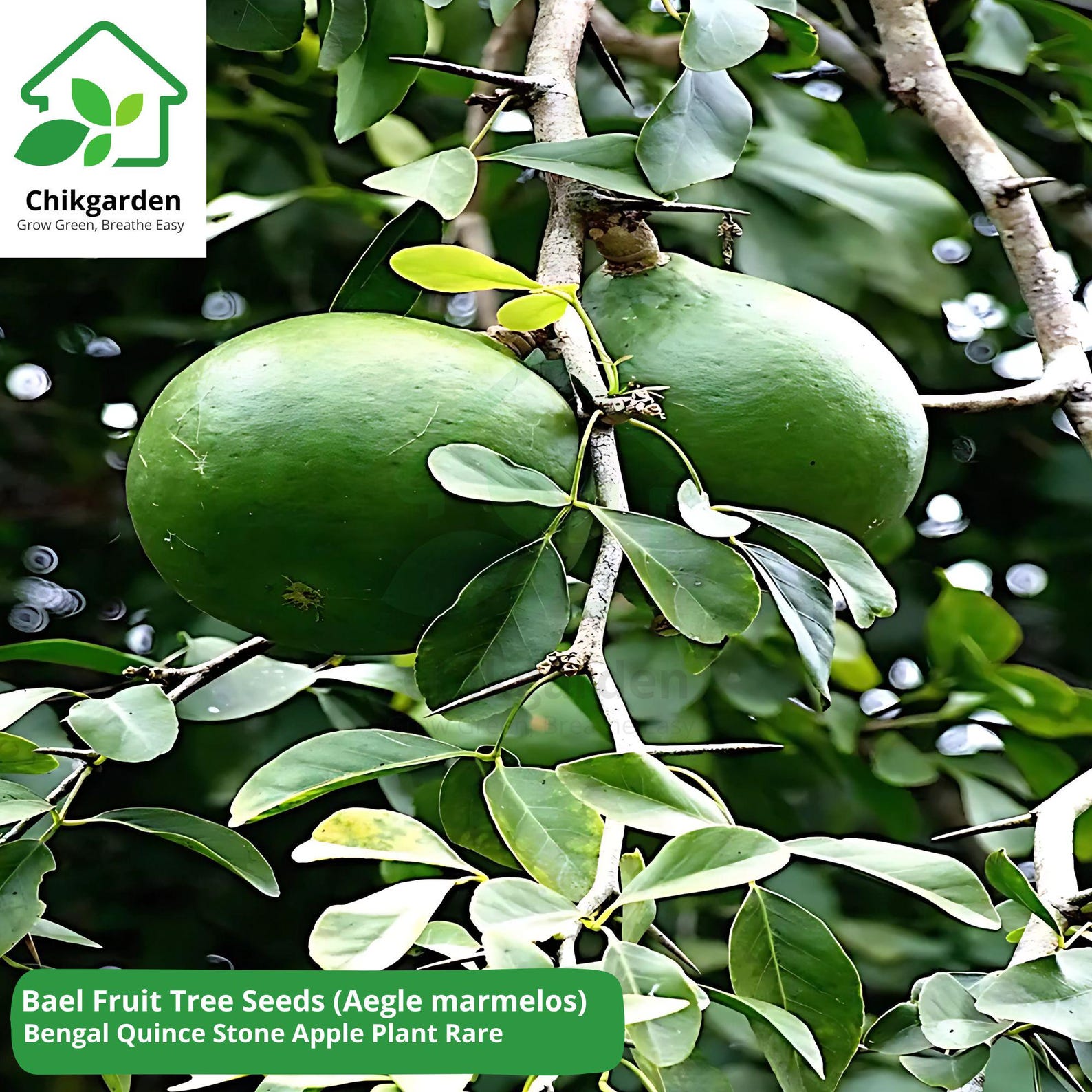 20 Bael Fruit Tree Seeds: Rare Tropical Garden, Aegle Marmelos - Etsy