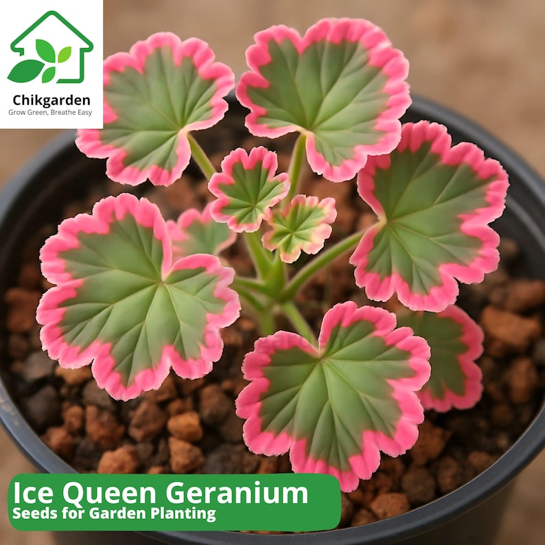Ice Queen Geranium Seeds: White & Pink Cottage Garden Flowers - Etsy