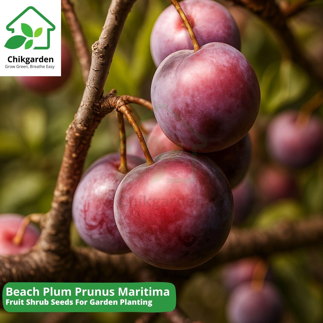 Beach Plum Seeds: Prunus Maritima, Hardy Fruiting Shrub, Edible ...