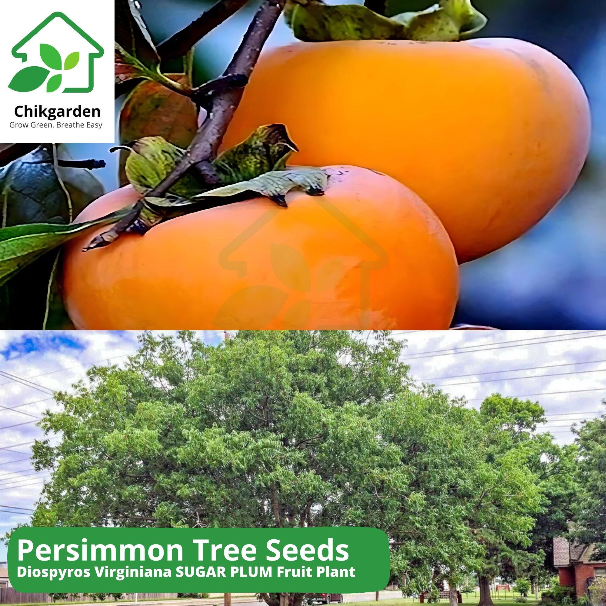 Sugar Plum Persimmon Tree Seeds: Cold Hardy Native Fruit - Etsy