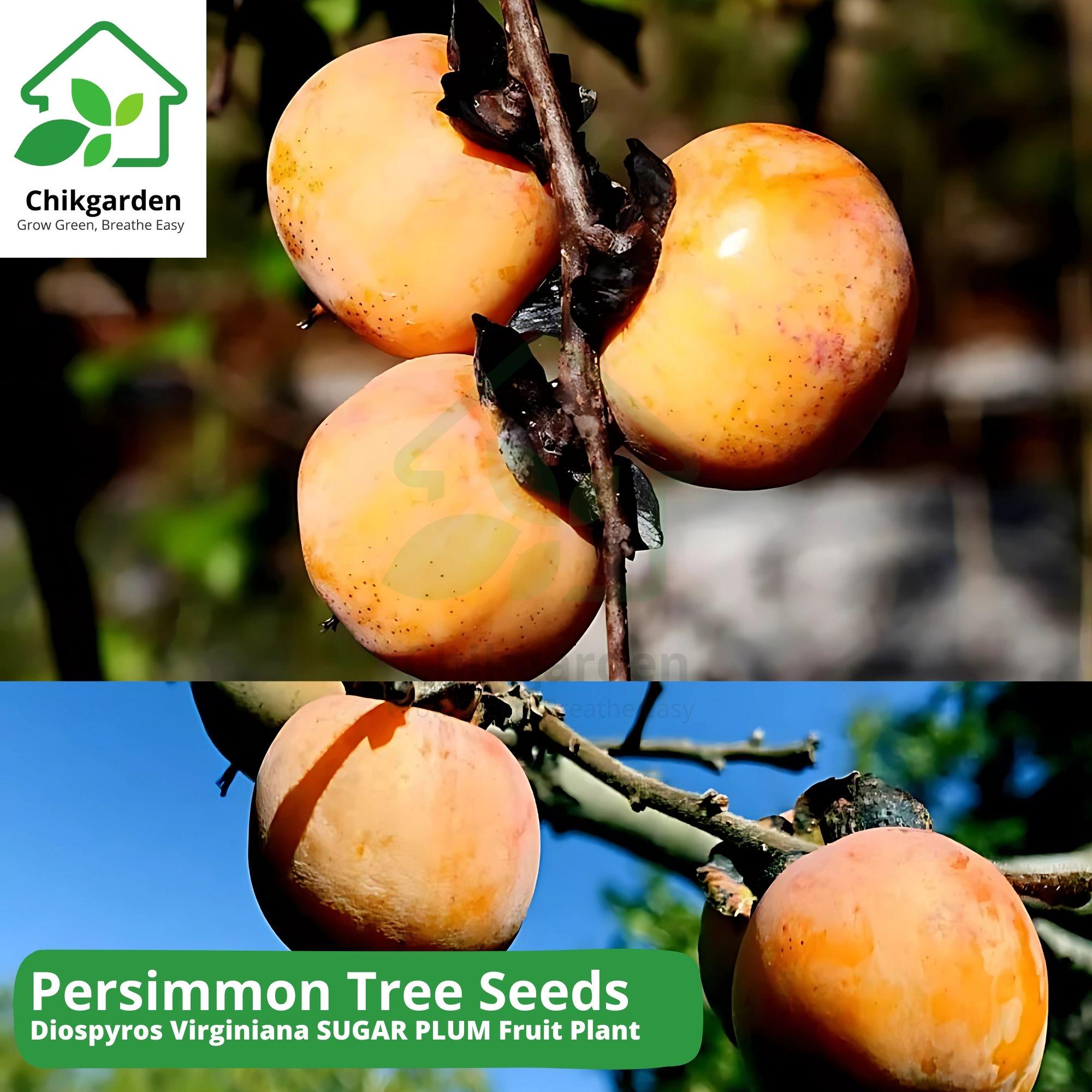Sugar Plum Persimmon Tree Seeds: Cold Hardy Native Fruit - Etsy