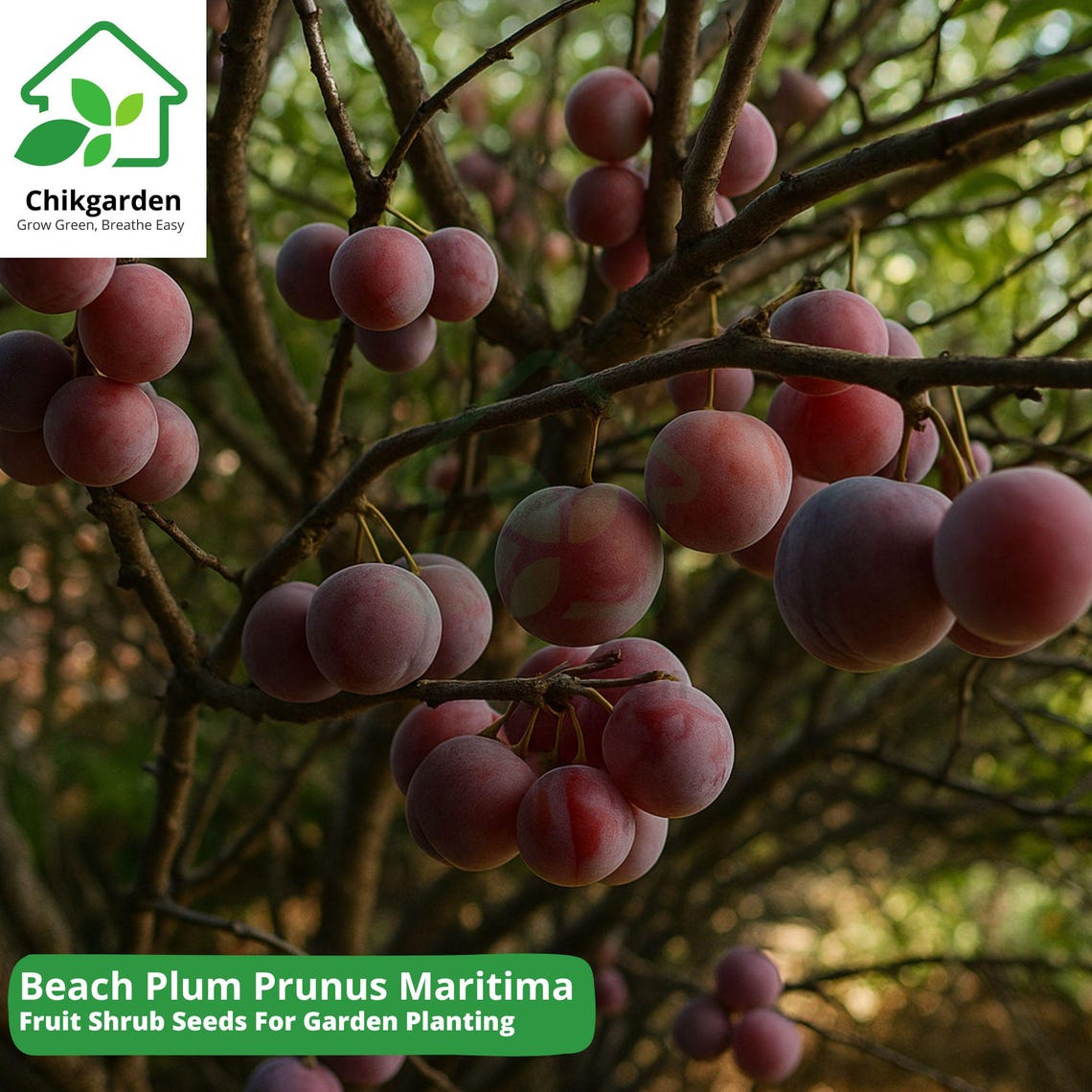 Beach Plum Seeds: Prunus Maritima, Hardy Fruiting Shrub, Edible ...