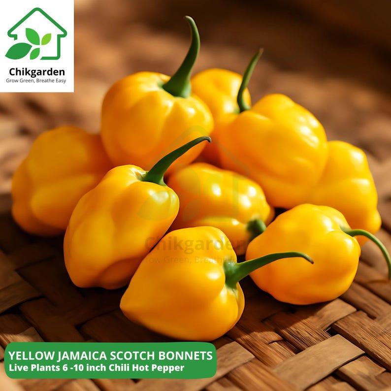 Scotch Bonnet Chili Pepper Plant: Yellow Jamaica, Super Hot - Lot of 3 ...
