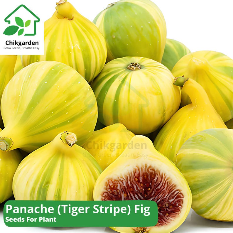 Panache Fig Seeds: Rare Tiger Stripe Fruit, USA Grown - Etsy