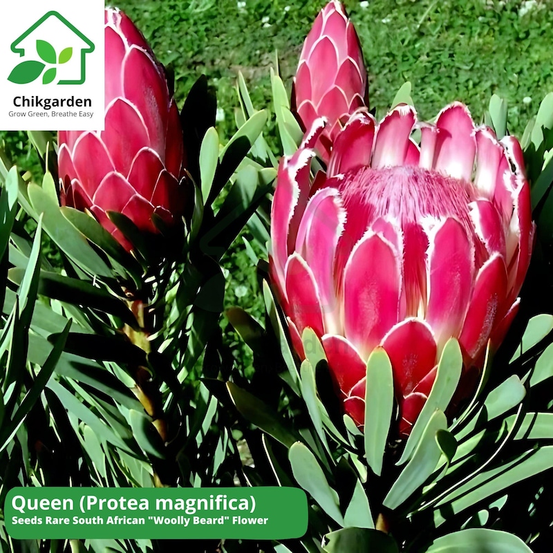 Gardening and Protea - Etsy