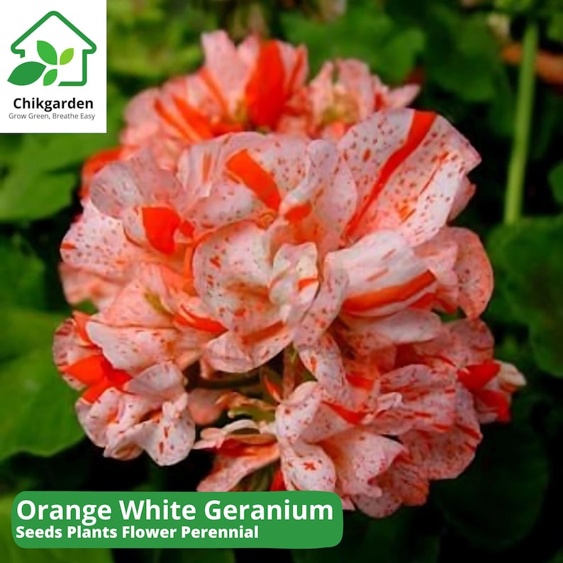 Orange & White Geranium Seeds: Fragrant Perennial Blooms - Etsy