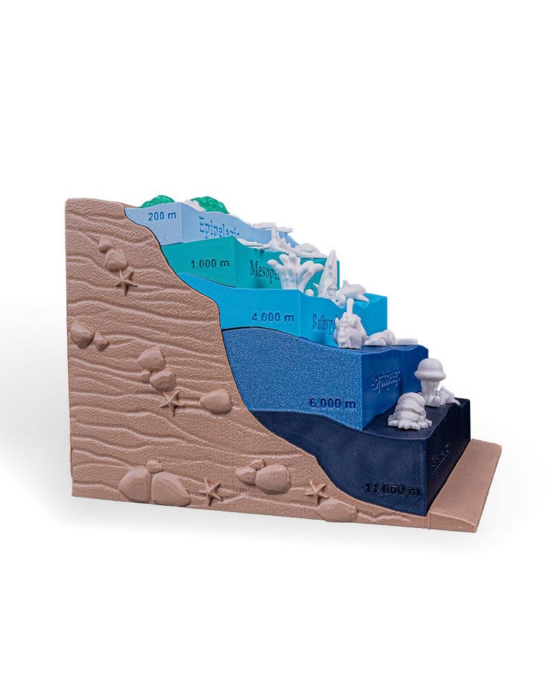 3D Ocean Depth Model | Marine Biology, Pelagic Zones Display - Etsy