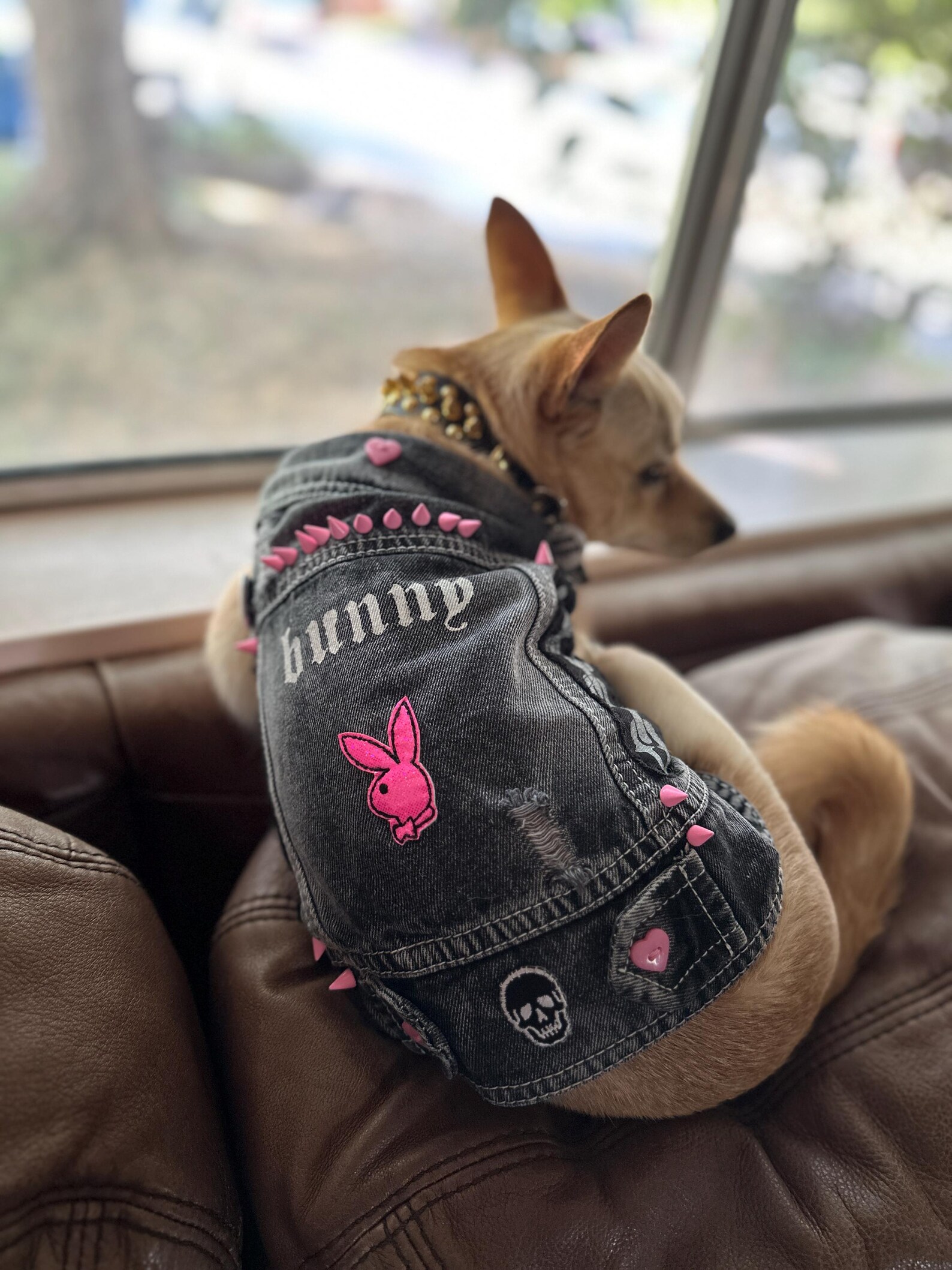 Custom Denim Dog Jacket | Punk + Goth Style Diy Jean Jacket for Small ...