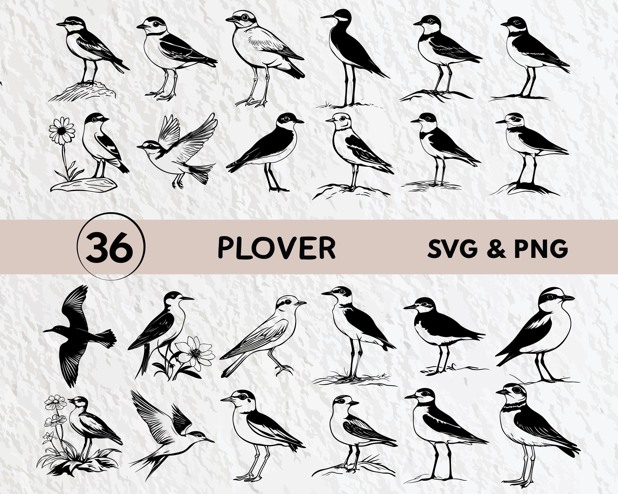 Plover Silhouette Svg, Plover Svg Bundle, Plover Breed Clipart, Plover ...