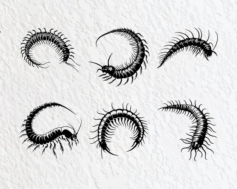 Centipedes SVG Bundle: Silhouette, Clipart, Vector (digital Download ...
