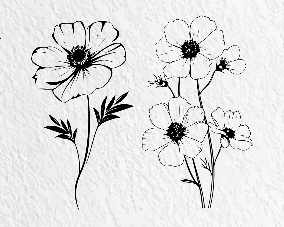 Cosmos Flower Svg Bundle, Cosmos Flower Silhouette, Cosmos Flower ...