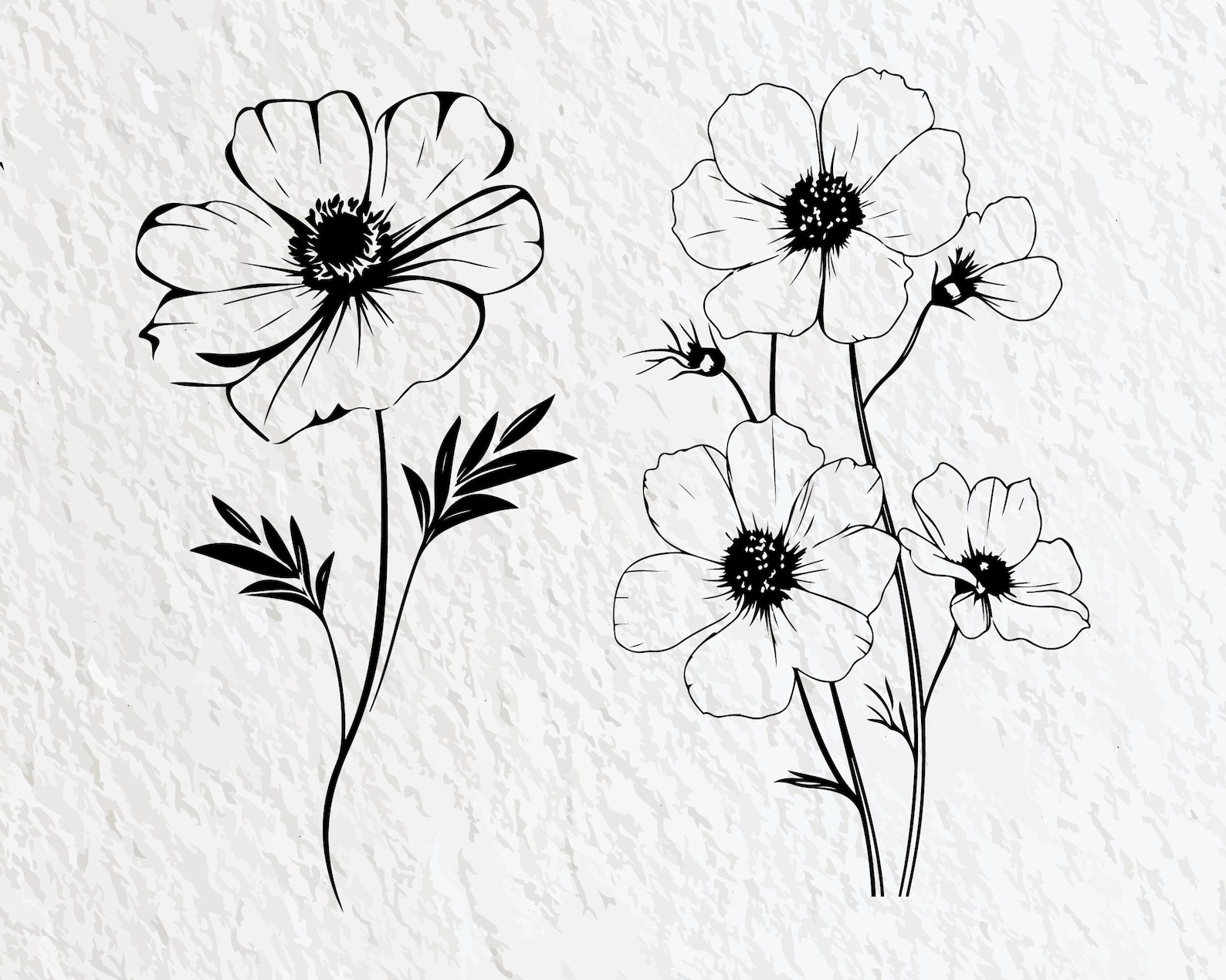 Cosmos Flower Svg Bundle, Cosmos Flower Silhouette, Cosmos Flower ...