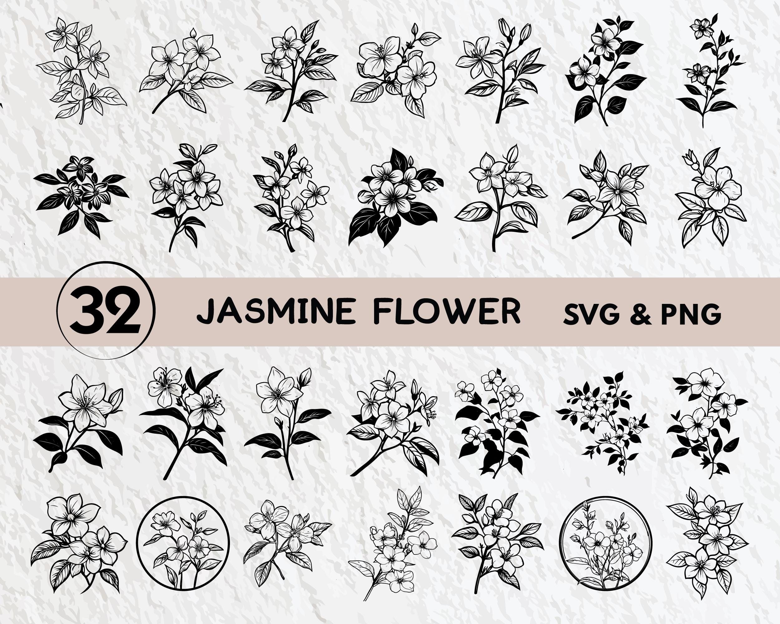 Jasmine Flower Svg Bundle, Jasmine Flower Silhouette, Jasmine Clipart ...