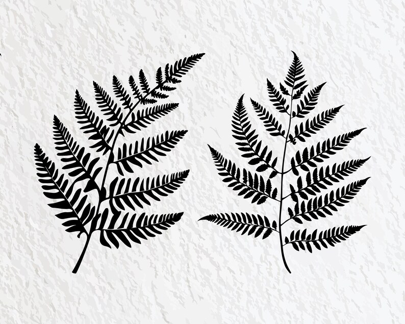 Fern Silhouette: SVG, PNG Clipart Bundle (digital Download) - Etsy