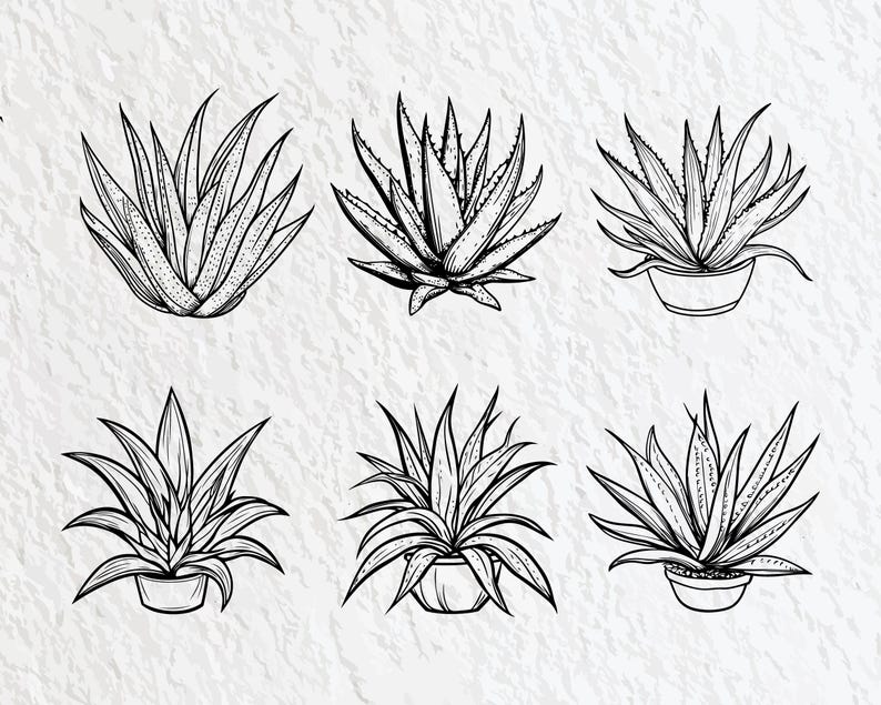 Aloe Vera Svg, Aloe Vera Silhouette Bundle, Aloe Vera Clipart, Aloe ...