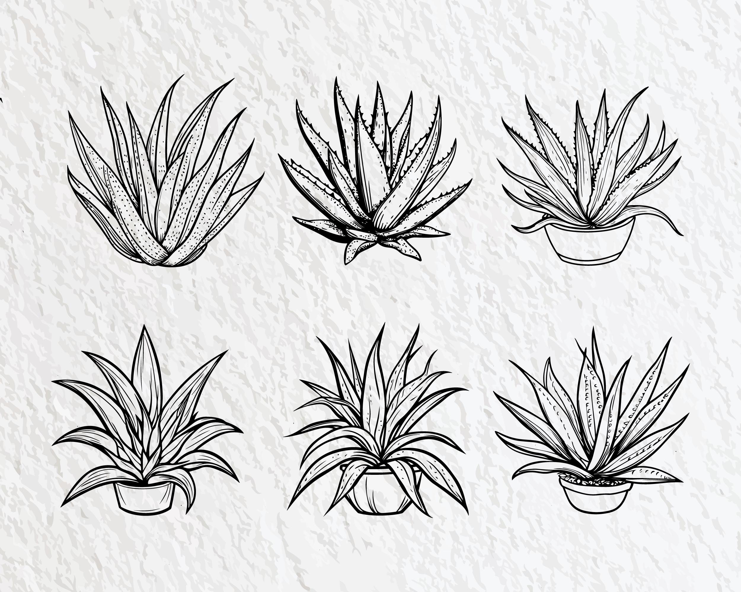 Aloe Vera Svg, Aloe Vera Silhouette Bundle, Aloe Vera Clipart, Aloe ...